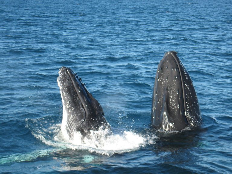 Whale Watching Sydney Cruises | Barefoot Whale Watching Tours