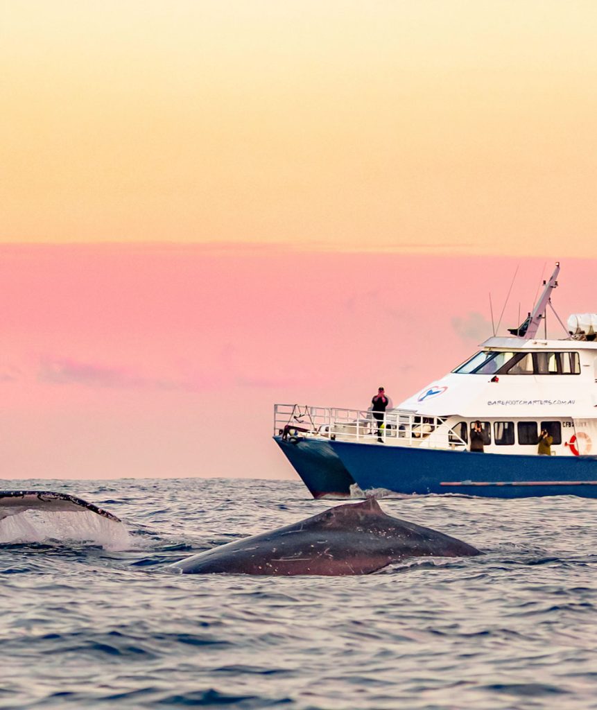 Whale Adventure Tour Bookings - Barefoot Whale Watching Sydney